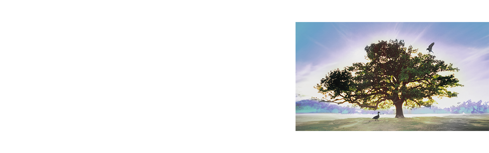 100 Years of Time Travel With Daniel the Danson Oak | London Borough of ...